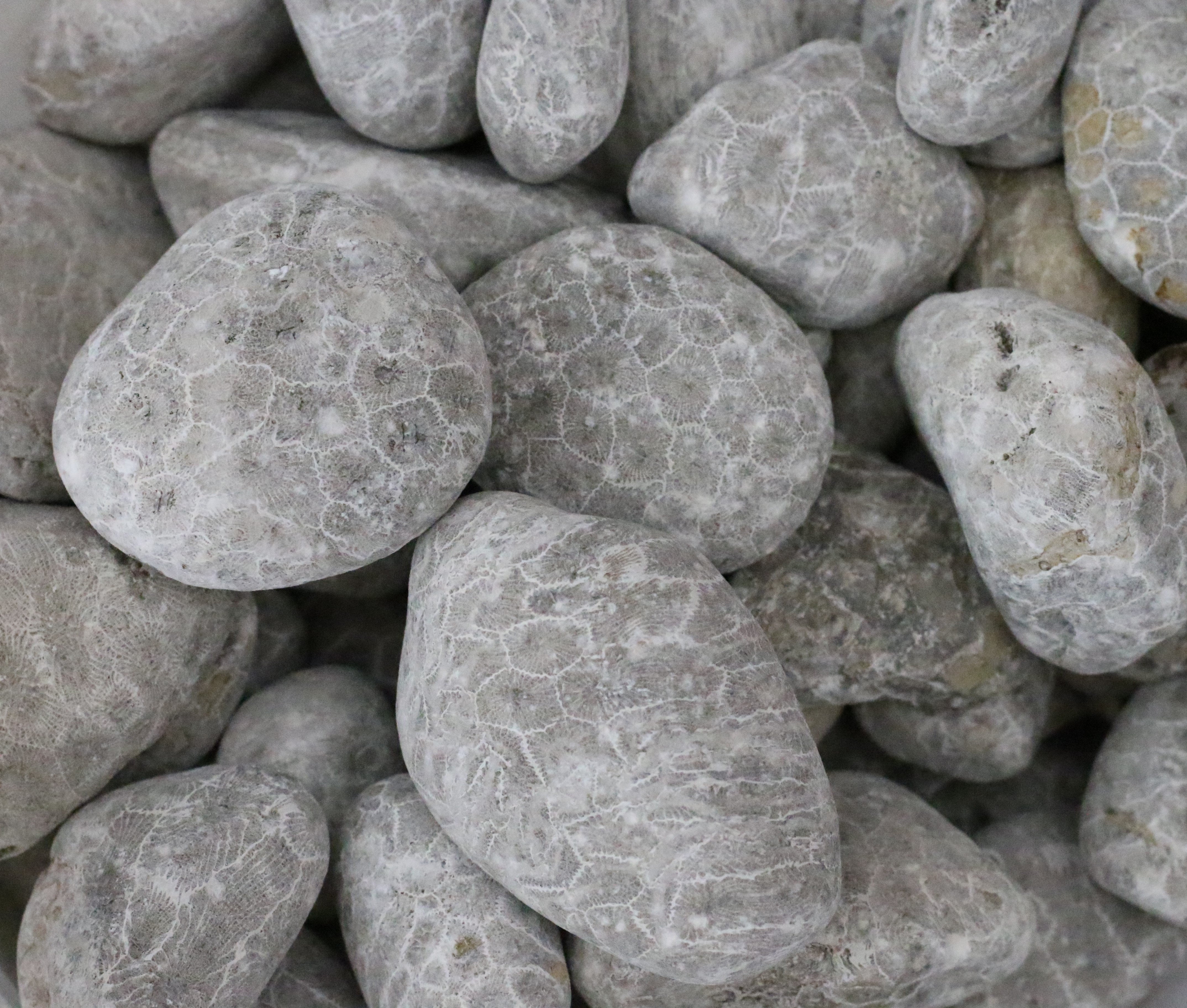 petoskey stone coloring page